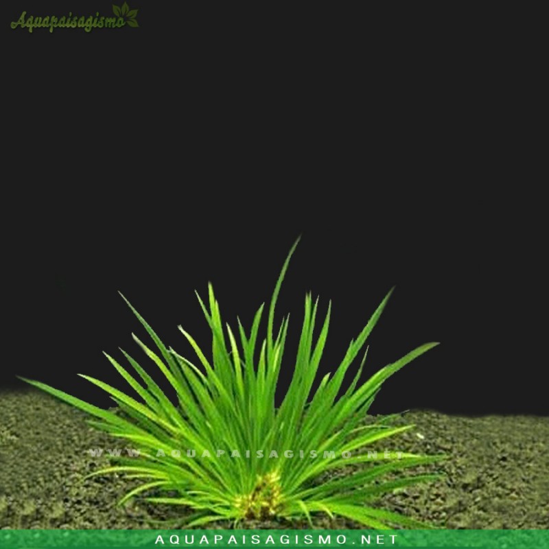 Acorus gramineus planta de aquário e lago
