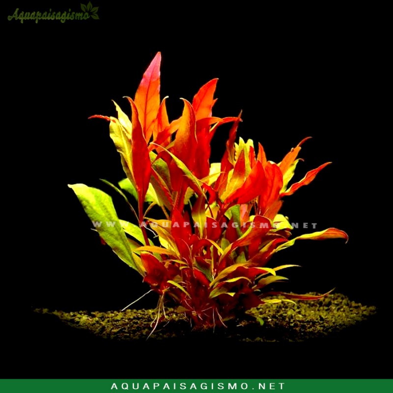 Alternanthera reineckii 'Roseafolia' planta de aquário