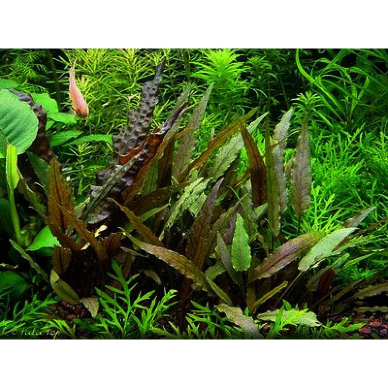 Cryptocoryne beckettii