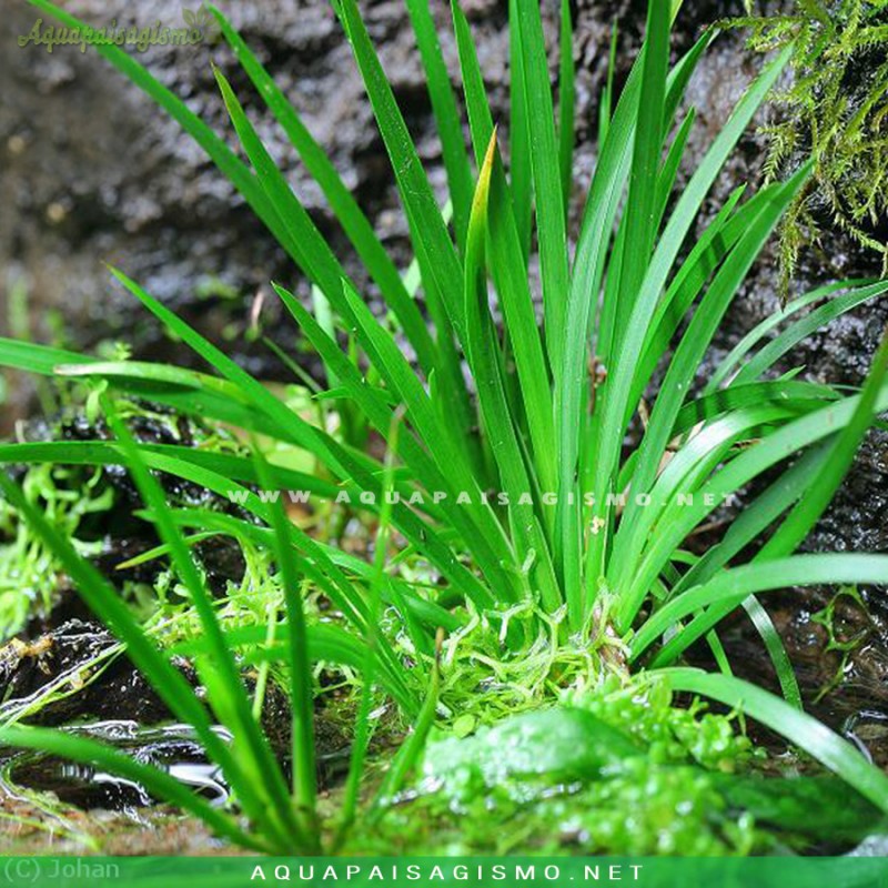 Acorus gramineus pusillus planta de aquário e lago