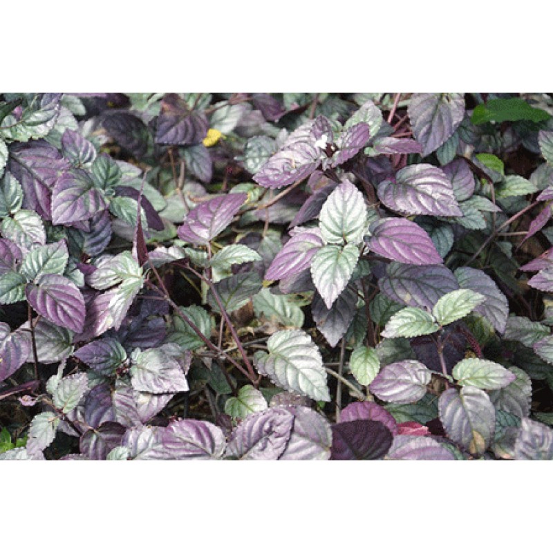 Hemigraphis colorata